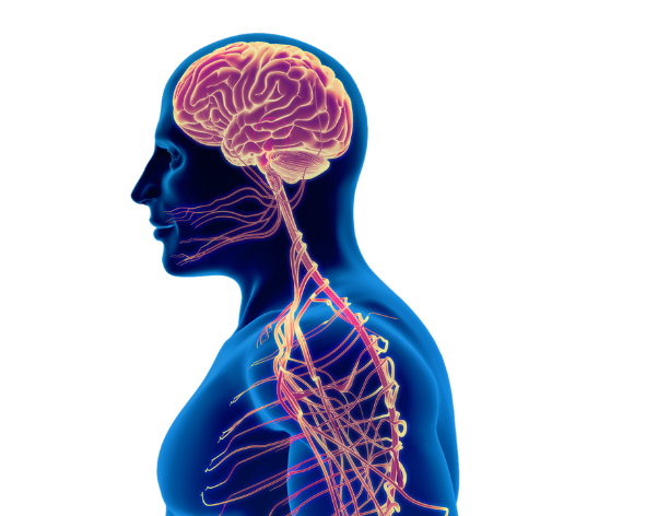 Nervová soustava - OnlineMedical.cz