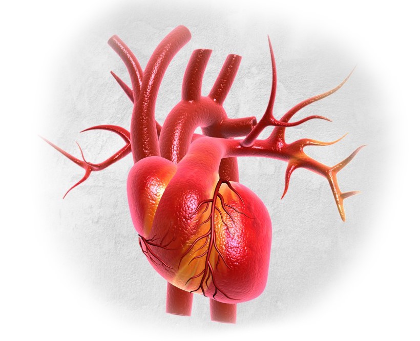 Srdce a cévní soustava - OnlineMedical.cz